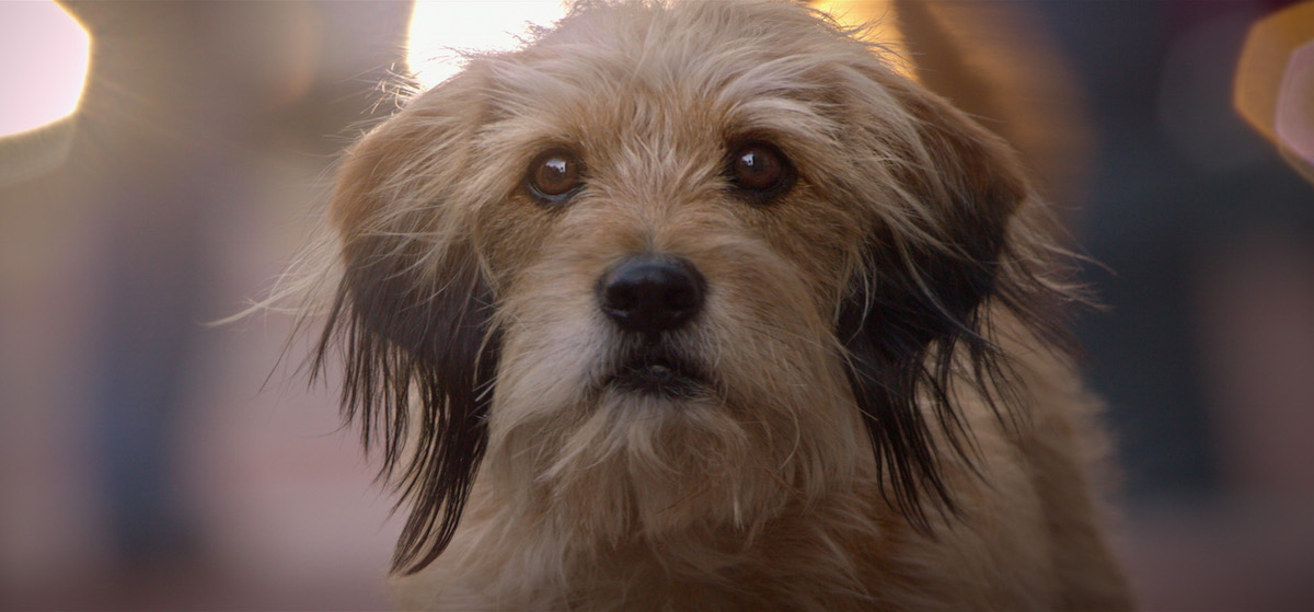 10 Must-Watch Dog Movies on Netflix