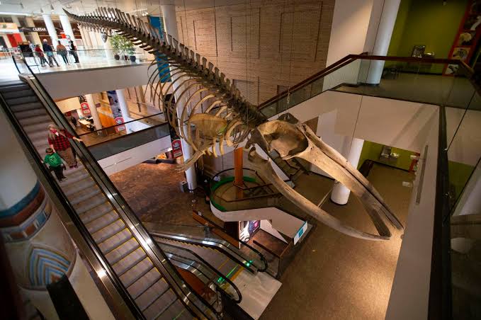 Denver Museum of Nature & Science - Showtimes & Tickets